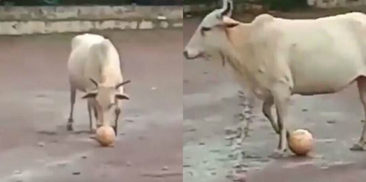 A Cow In Goa Joins A Gully Football Match, And Its Awesome Defending ...