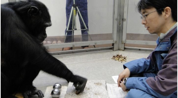 Humans Get To Live Longer, Thanks To Medicine Tested First On Dogs ...