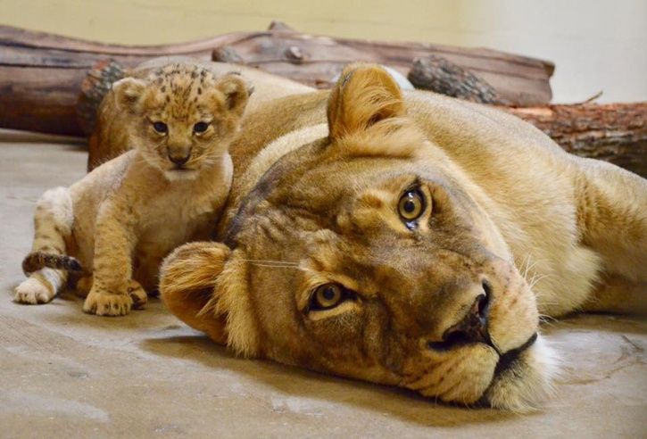 Meet Bahati, The Adorable Cub Who Served As A Model For Simba In 'The ...
