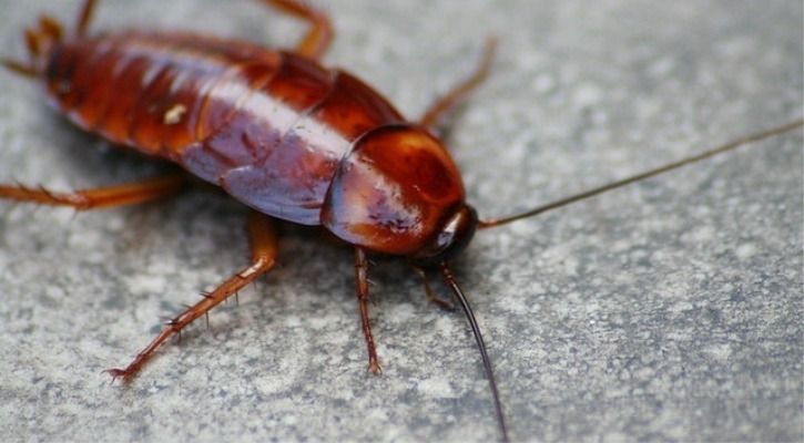 Cockroaches Are Becoming Immune To Insecticide, And They Will Be Hard ...