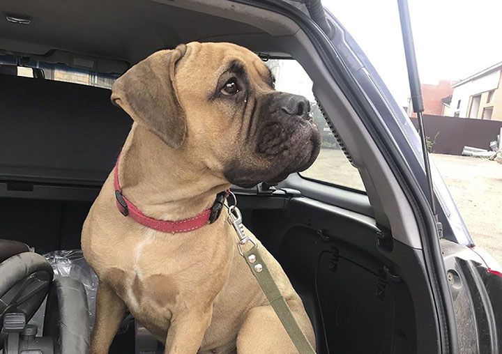 Do Dogs Reject Their Puppies