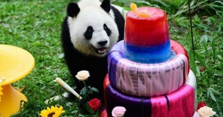 What's Cuter Than A Panda? 18 Pandas Celebrating Their First Birthday ...