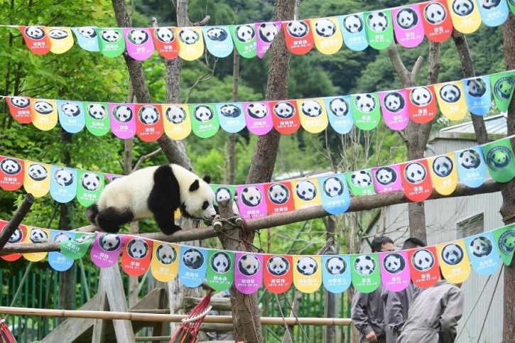 What's Cuter Than A Panda? 18 Pandas Celebrating Their First Birthday ...