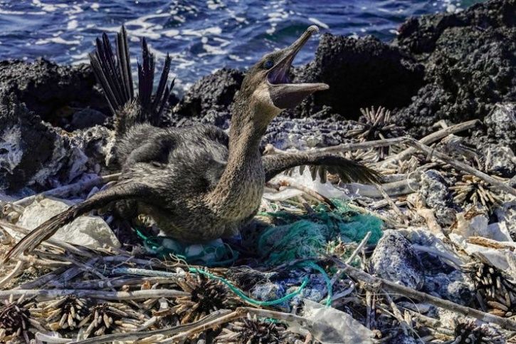 11 Heartbreaking Photos That Show How Plastic Waste Is Killing The ...
