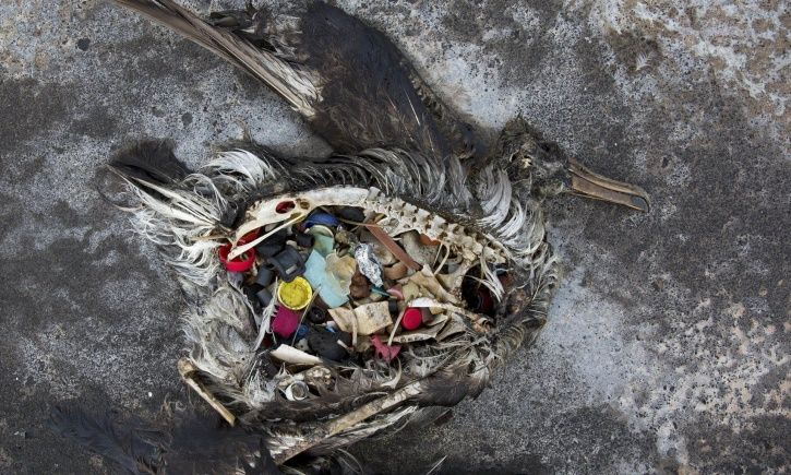 11 Heartbreaking Photos That Show How Plastic Waste Is Killing The ...