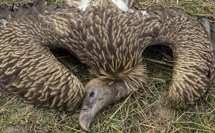 537 Endangered Vultures Die After Eating Poisoned Elephants Killed By ...