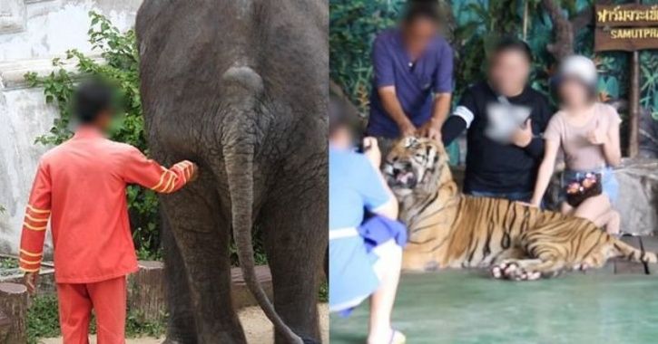 These Eight Cases Of Brutal Animal Cruelty Shows How Much We Have ...