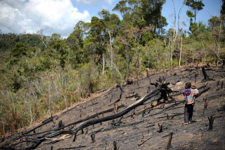 On World Forest Day, These 12 Powerful Images Show How Deforestation Is ...
