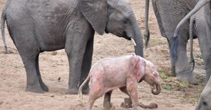Extremely Rare, 'Pink' Albino Elephant Calf Discovered In South Africa