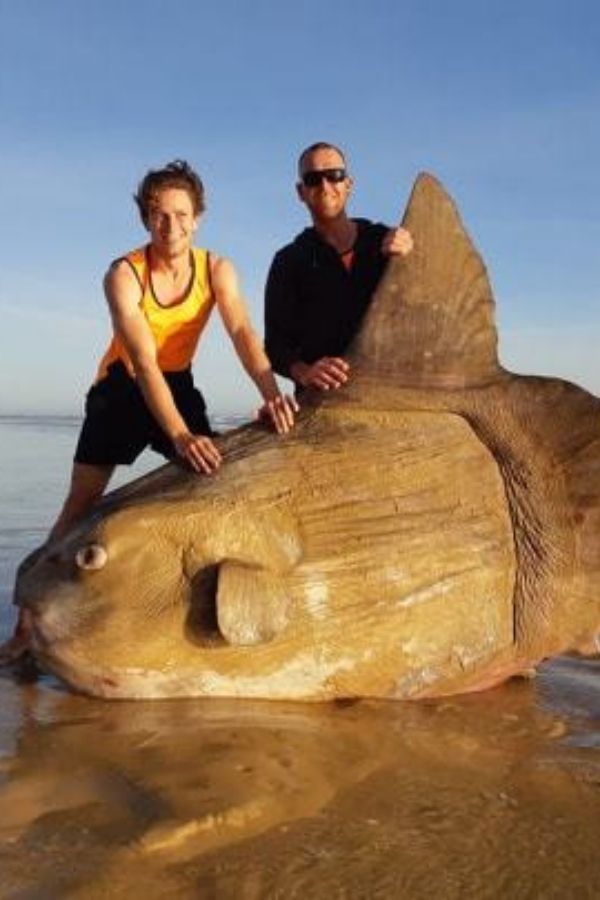Giant Sunfish Washes Up On A Beach In Australia & You'll Have To See ...