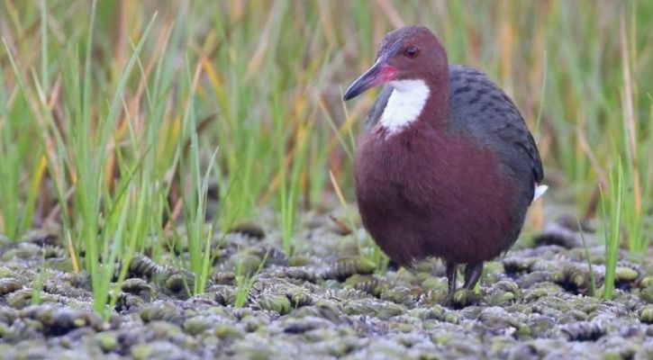 This Bird In The Indian Ocean Was Extinct, And Has Somehow Evolved Back Into Existence