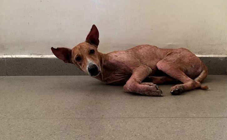 These Eight Cases Of Brutal Animal Cruelty Shows How Much We Have ...