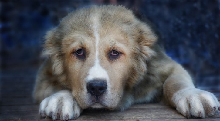 Shouting At Your Dog When They Misbehave Isn't Good For Them & Causes ...