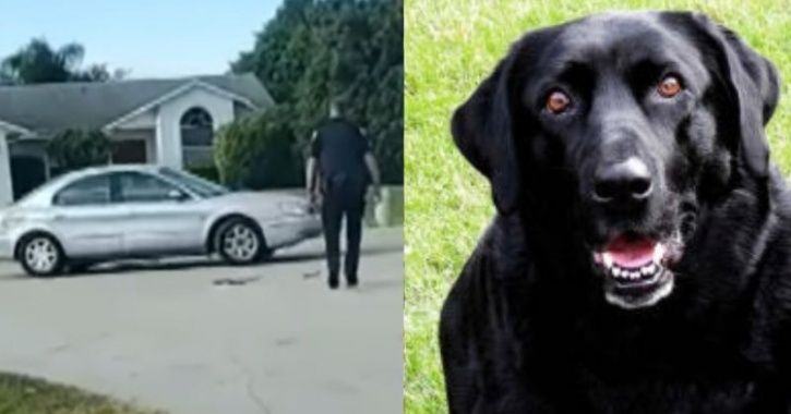 Watch: Black Labrador Puts A Car In Reverse & Drives Round & Round For ...