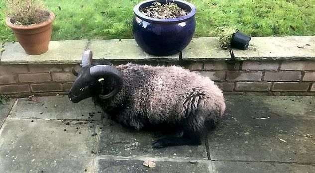 Watch: Video Of A Ram Breaking A Glass Window After Looking At Its Own ...