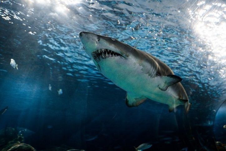 Man Eaten By Shark, Wife Identifies His Remains By The Wedding Ring