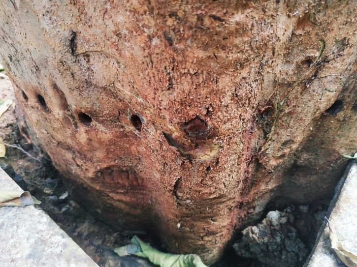 Shocking! This Tree Was Poisoned For Blocking The View Of A Newly Built ...