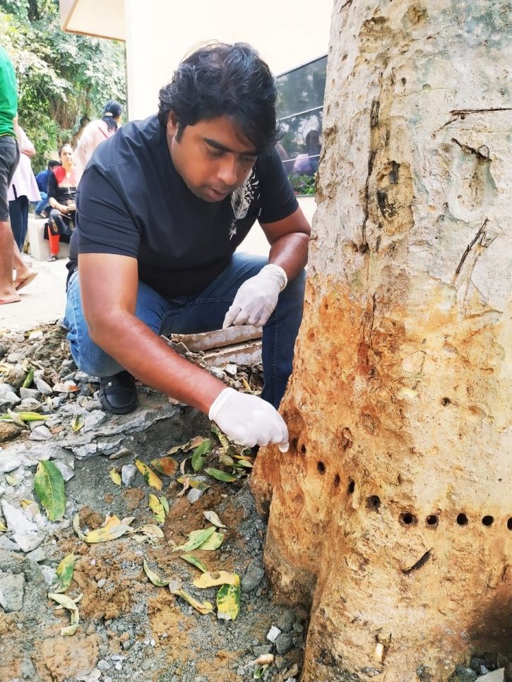 Shocking! This Tree Was Poisoned For Blocking The View Of A Newly Built ...