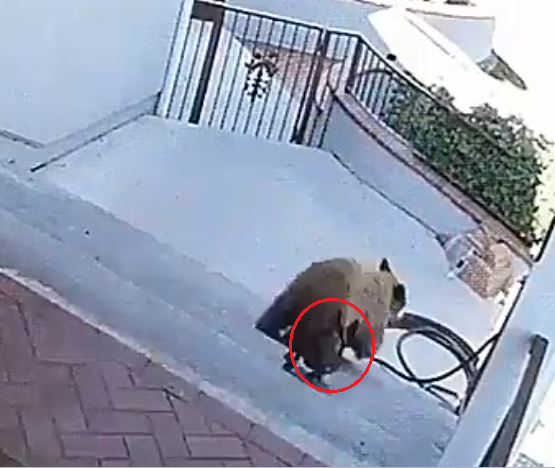 Video Of A Tiny Dog Chasing Away Two Bears Is What 'Get Off My Yard ...