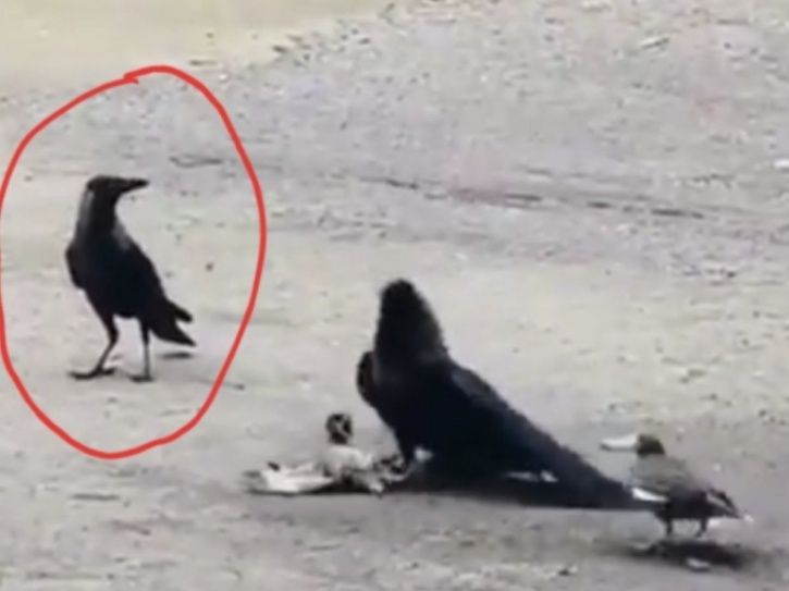 In A Video Going Viral A Myna Bird Is Seen Attacking & Shooing Away Crows That Were Trying To ...