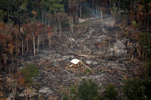 7 Serious Impacts Of Deforestation That Harm Our Environment