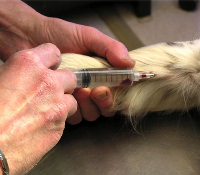 Veterinarian Reveals The Emotional Toll Euthanizing Pets Can Take & It ...