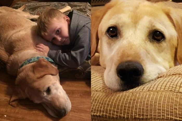 These Dog Rescue Stories Will Restore Your Faith In Humanity