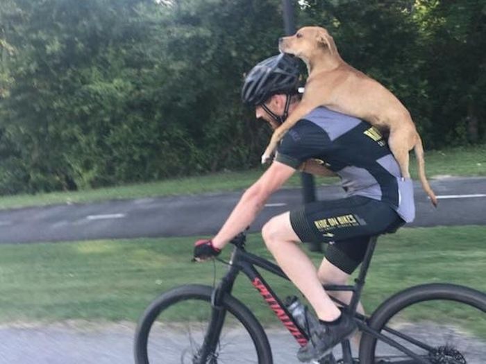 These Dog Rescue Stories Will Restore Your Faith In Humanity