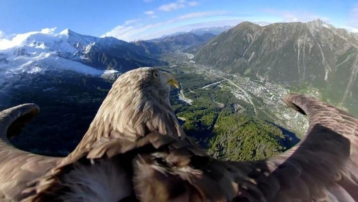 Eagle Equipped With 360-Degree-View Camera Flies Over Glaciers And ...