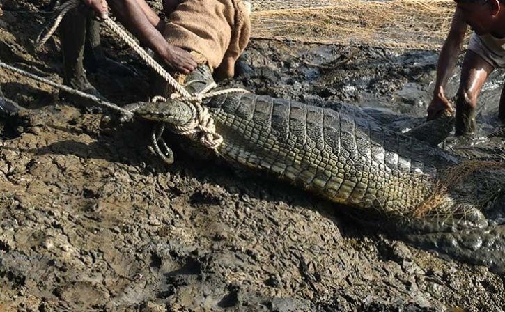 Gharial, One Of World's Largest & Protected Crocodile, Stoned To Death ...