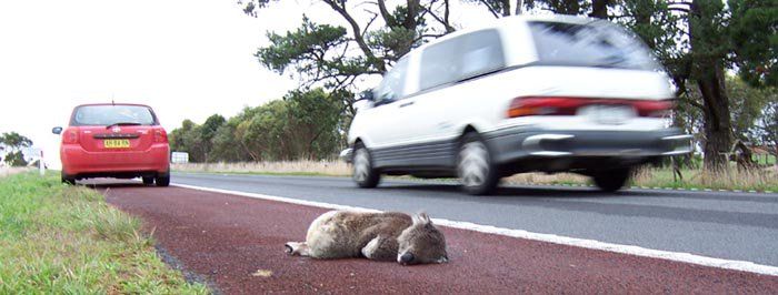 Heartbreaking: Hundreds Of Koalas Burned To Death In A Bush Fire In ...