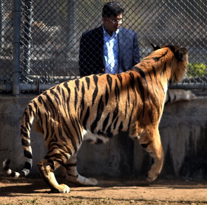This Nagpur Tiger Could Become The First Big Cat In The World To Be ...