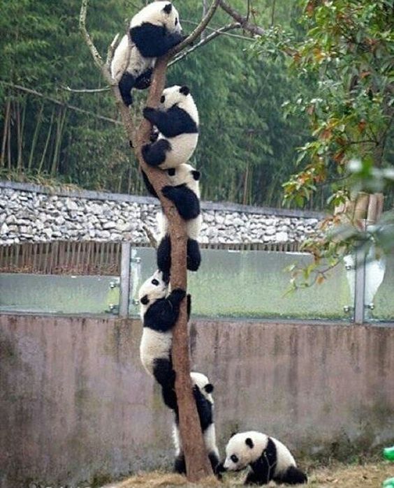 Why We Will Always Be In Love With Pandas