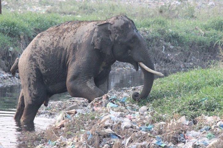 Heartbreaking Photos Of How Our Trash Is Impacting The Animals And Wildlife