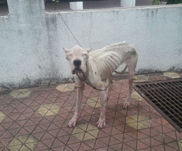 These Heartbreaking Pictures Of Starving Animals Show Exactly What's ...