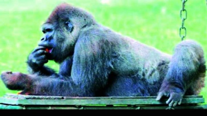 Nehru Zoological Park Gardener Was Attacked By 33-Year-Old Chimpanzee ...