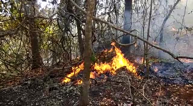 It's Not Just Scary Burning Flames, Forest Fires Are Doing Irreparable ...