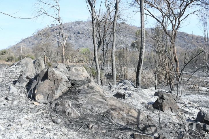 It's Not Just Scary Burning Flames, Forest Fires Are Doing Irreparable ...