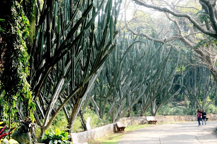 Even As Thousands Protest To Save Aarey Forest, Maharashtra CM Fadnavis ...