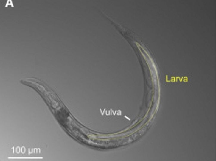 Worm With Three Sexes Living In Poisoned Lake Proves Life Can Survive ...