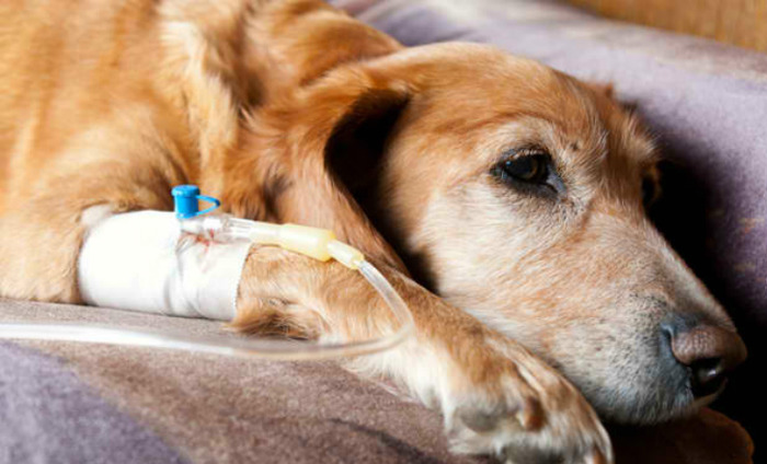 New Anti-Venom Developed To Save Pets From Snakebites