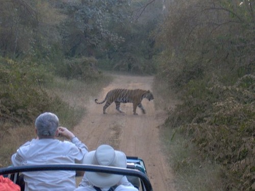 5 best places to go tiger spotting in India
