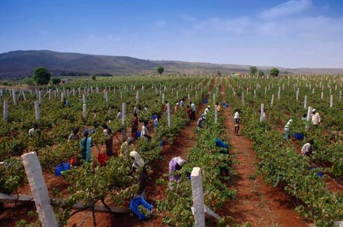 5 Best Vineyard Tours In India For All You Wine Lovers!