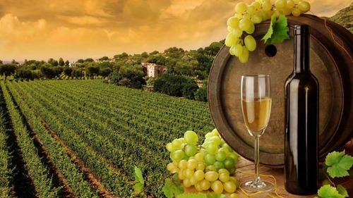5 Best Vineyard Tours In India For All You Wine Lovers!