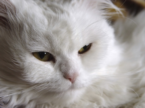 Allergy Triggers: Which One's Yours?