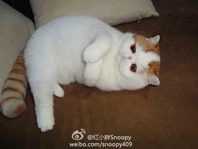 Snoopybabe Cat Creates Sensation Online!