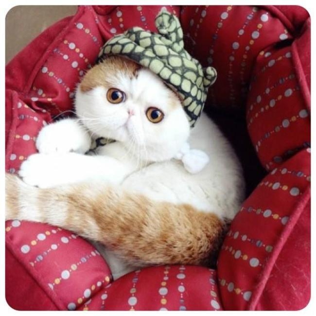 Snoopybabe Cat Creates Sensation Online!