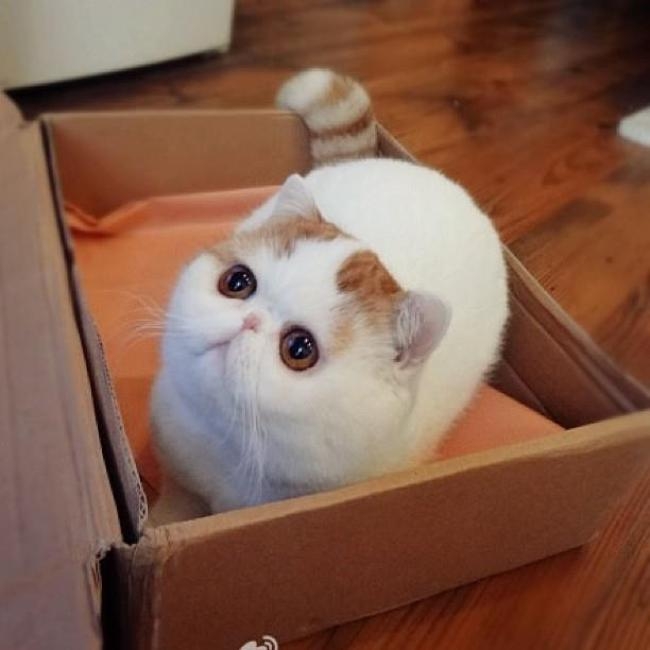 Snoopybabe Cat Creates Sensation Online!