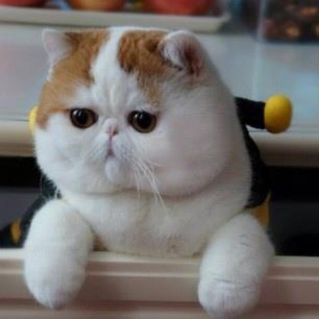 Snoopybabe Cat Creates Sensation Online!