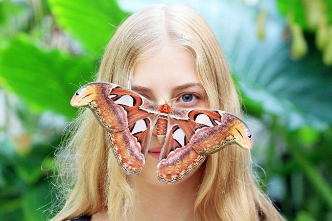 Atlas Moth Face